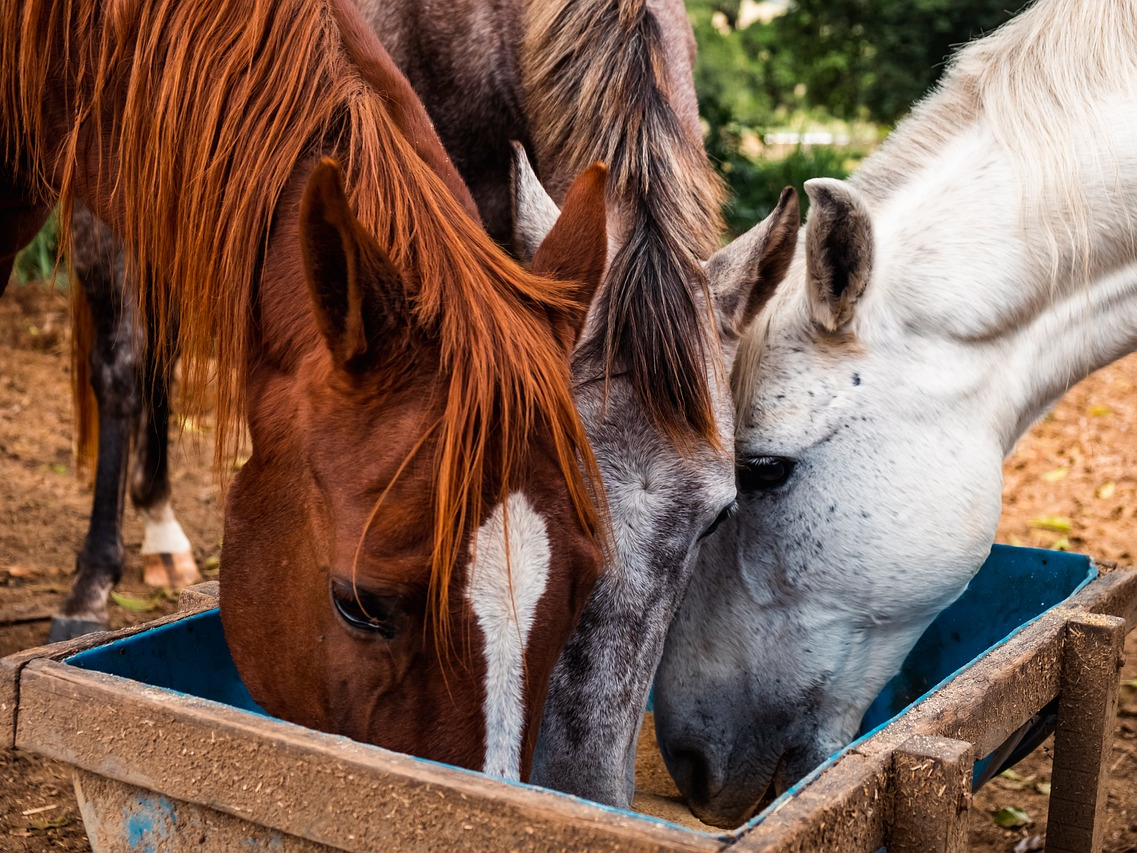Feed: Quality Animal Feeds at Ormond Hay & Feed | Horse, Dog, Livestock ...