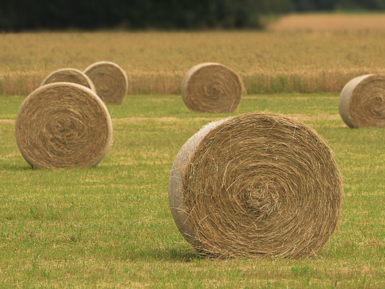 Hay: High-Quality Hay Selection at Ormond Hay & Feed | Prices ...